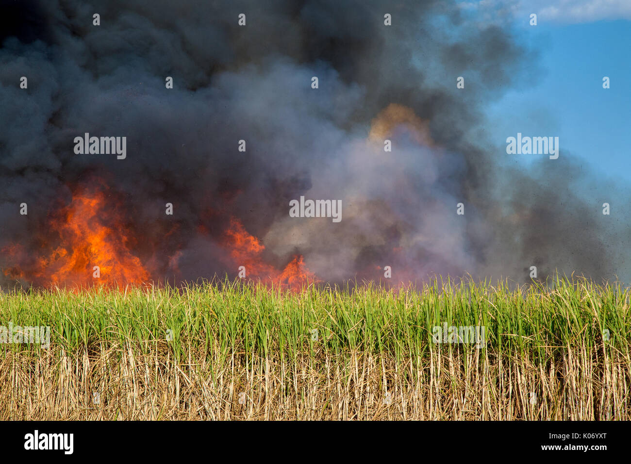 sugar cane plantation and fire Stock Photo - Alamy