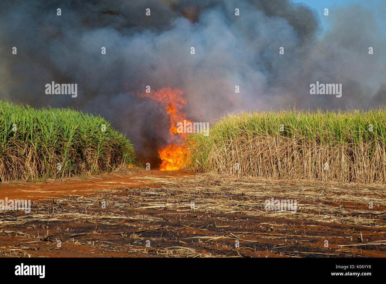 sugar cane plantation and fire Stock Photo - Alamy