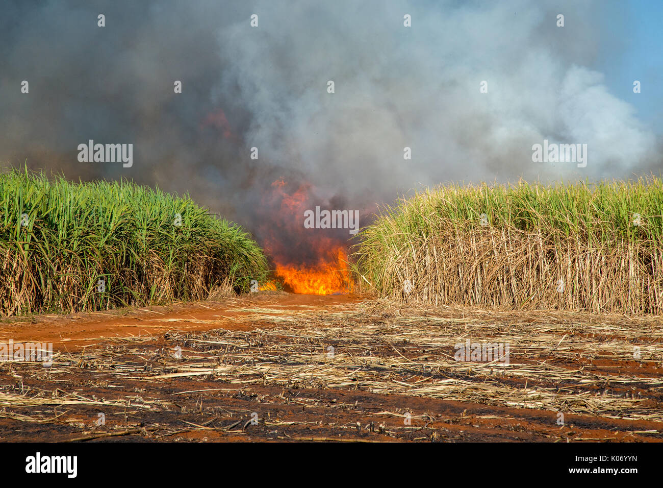 sugar cane plantation and fire Stock Photo - Alamy