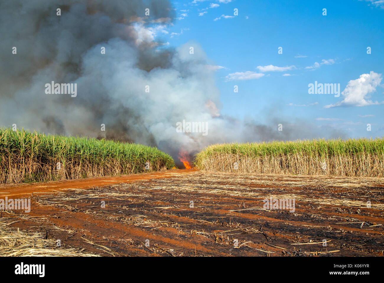 sugar cane plantation and fire Stock Photo - Alamy