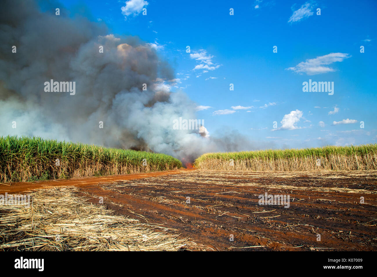 sugar cane plantation and fire Stock Photo - Alamy
