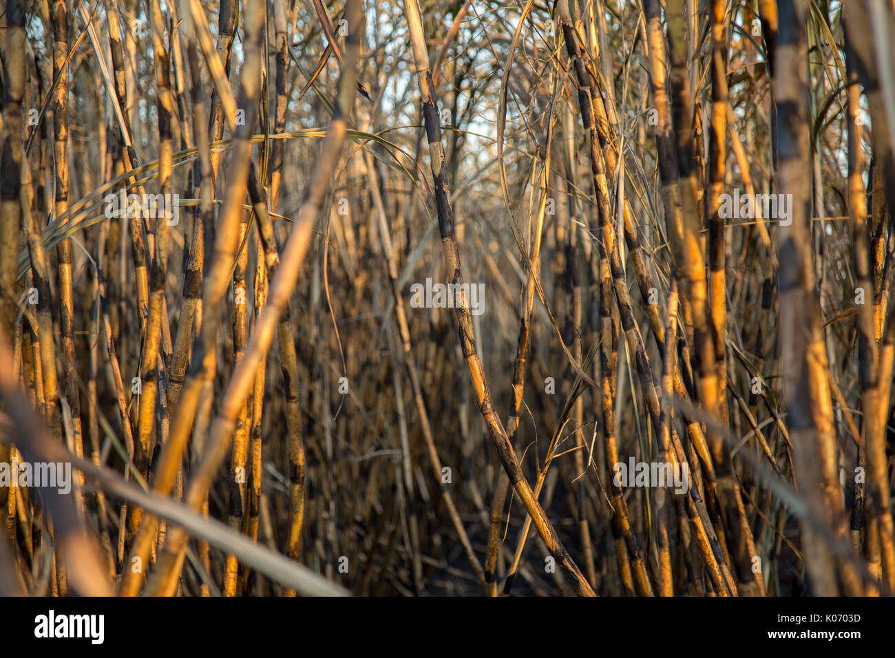 sugar cane plantation burned Stock Photo - Alamy
