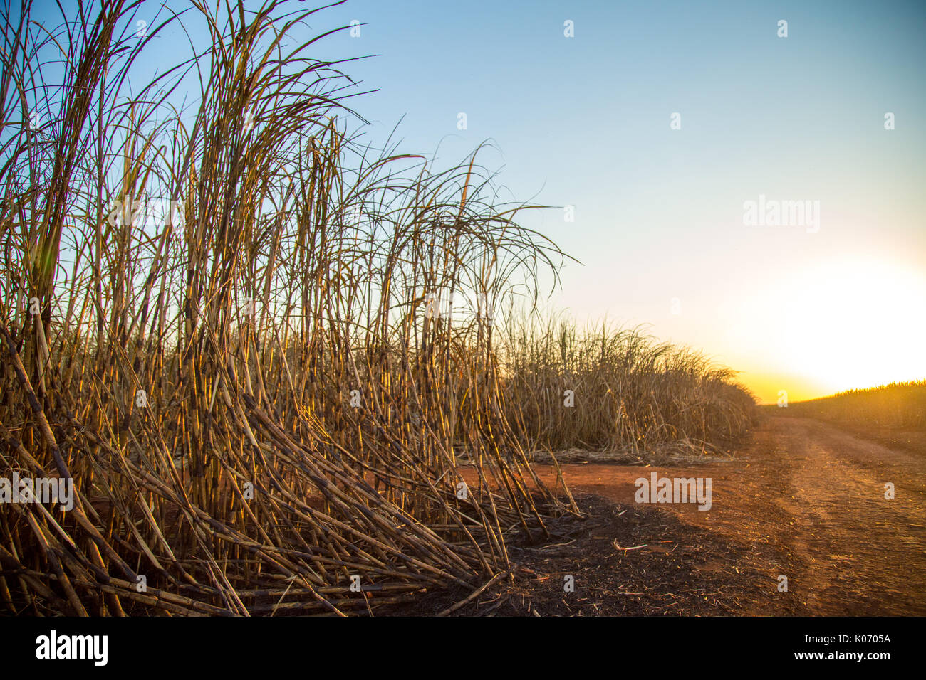 sugar cane plantation burned Stock Photo - Alamy