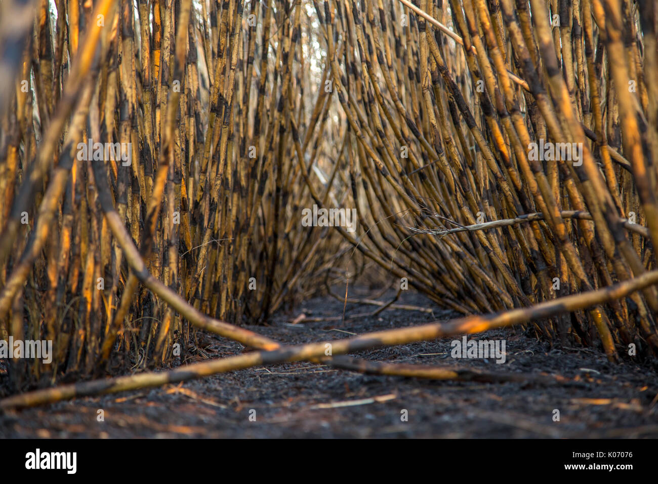 sugar cane plantation burned Stock Photo - Alamy