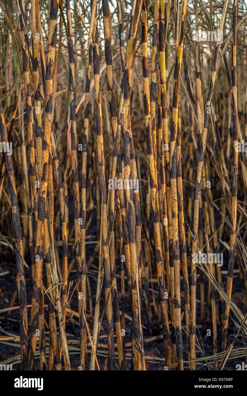 sugar cane plantation burned Stock Photo - Alamy