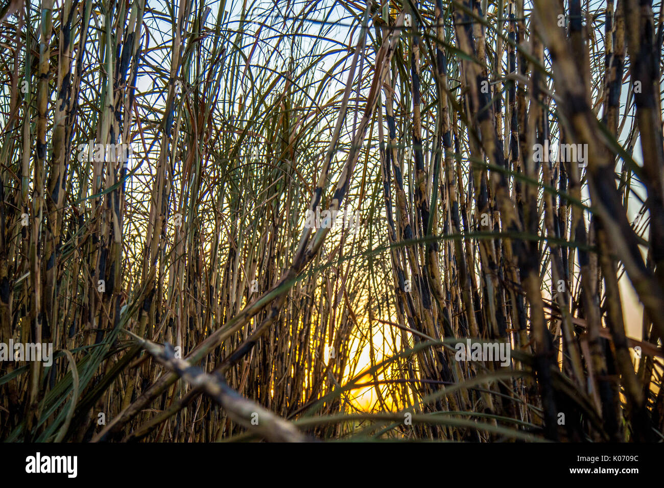 sugar cane plantation burned Stock Photo - Alamy