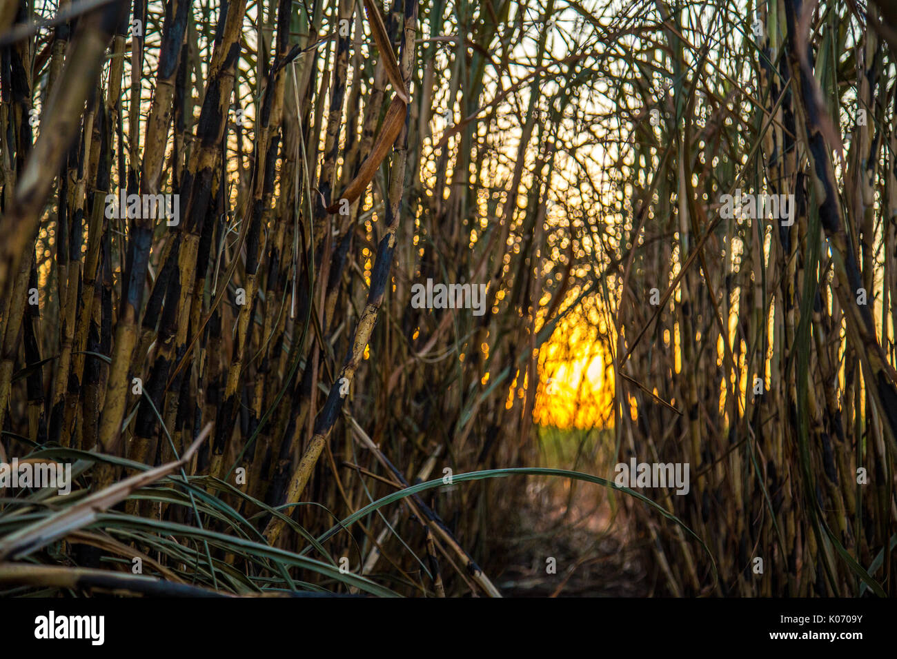 sugar cane plantation burned Stock Photo - Alamy