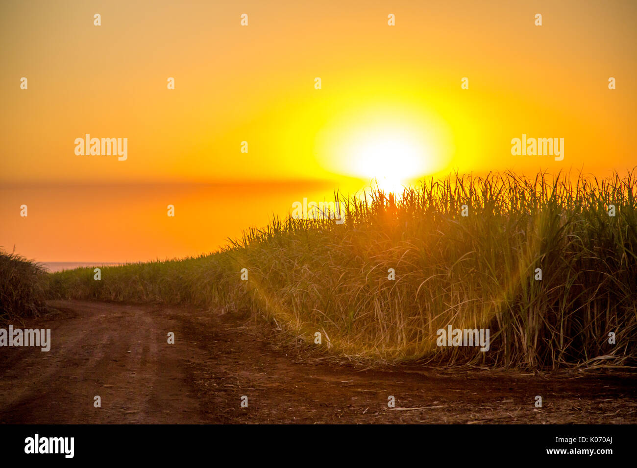 Plantation of reeds hi-res stock photography and images - Alamy