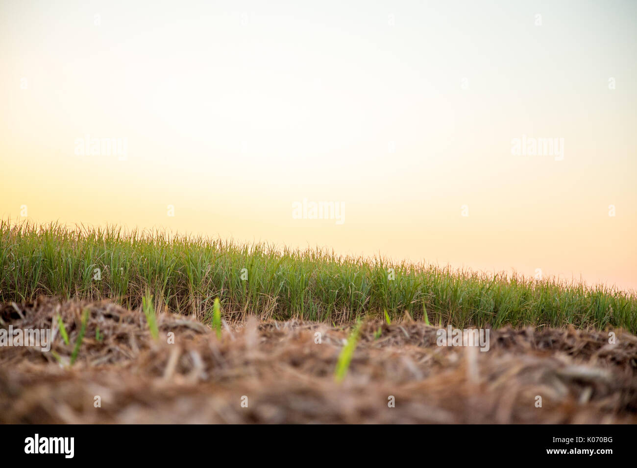 sugar cane plantation sunset Stock Photo - Alamy