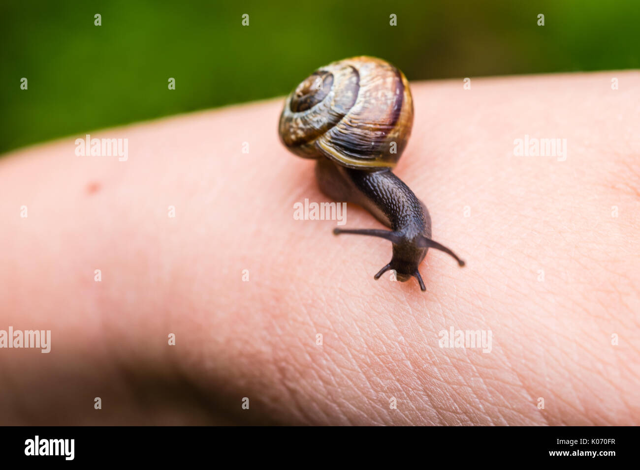 Small cute snail crawling on hand and looking around. Closeup view ...
