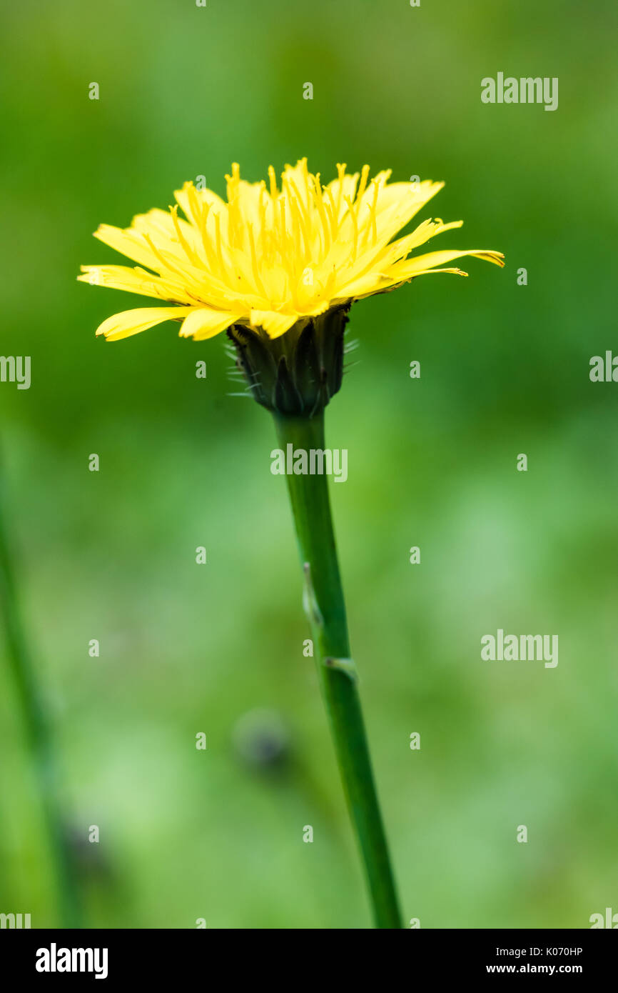 Closeup of nice blossom of dandelion on smooth green background. Yellow ...