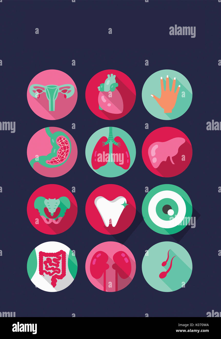 Set of various circle icons related to body organs Stock Photo - Alamy