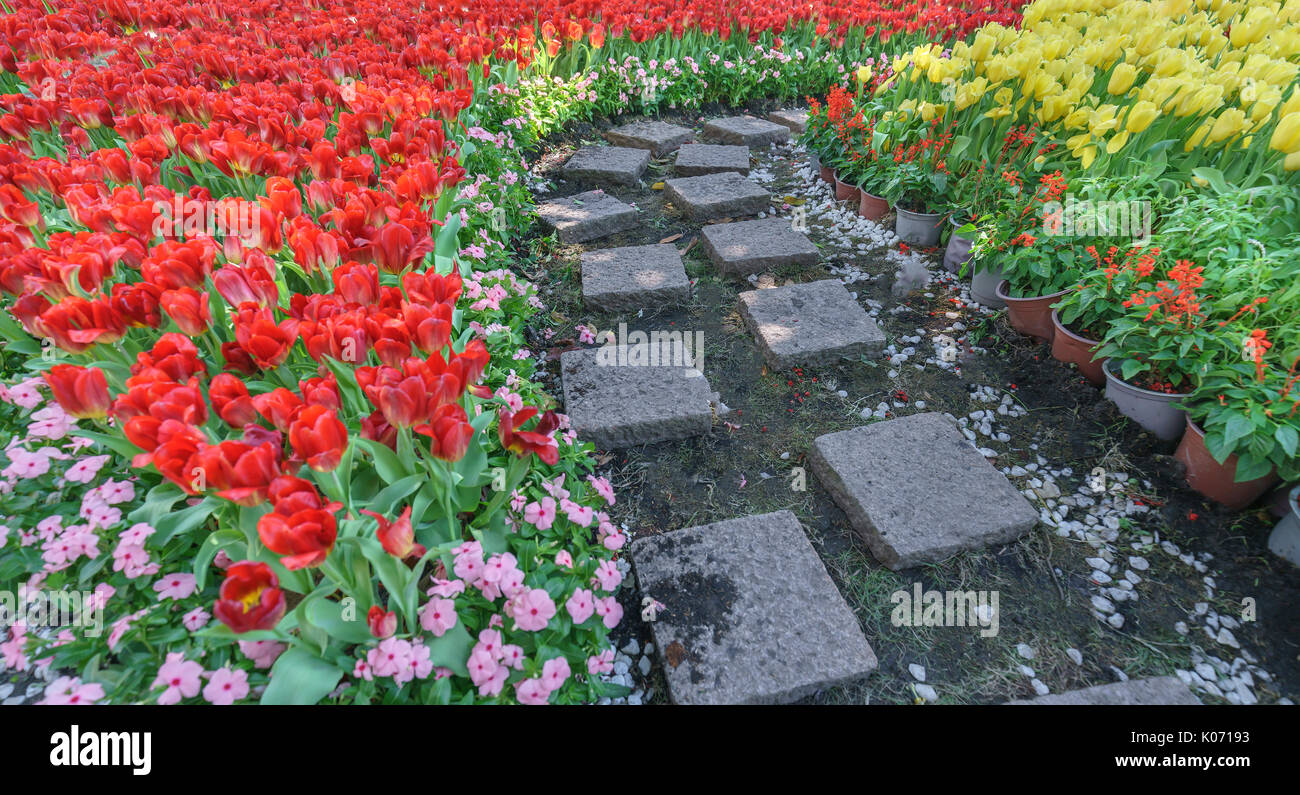 Pathway with tulip flowers in the garden add beautiful accent in spring ...
