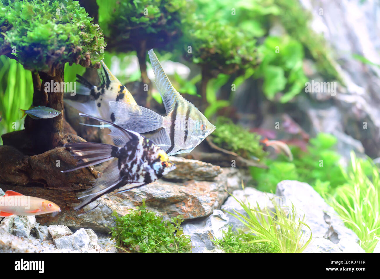 Fish swims in the water, underwater life very lively and beautiful ...