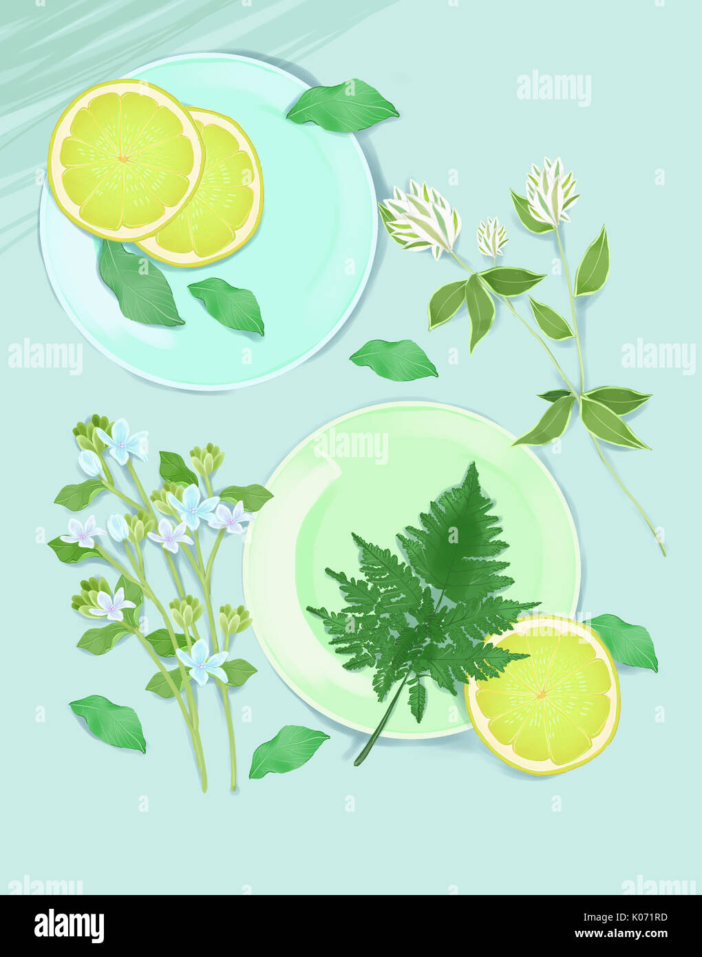 Cross sections of lemon, flowers and leaves Stock Photo - Alamy