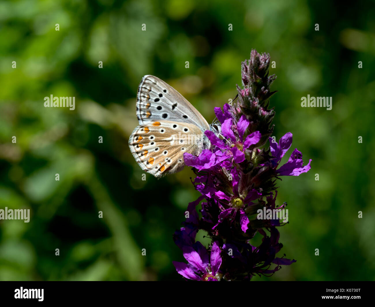 Blue butterfly profile hi-res stock photography and images - Alamy
