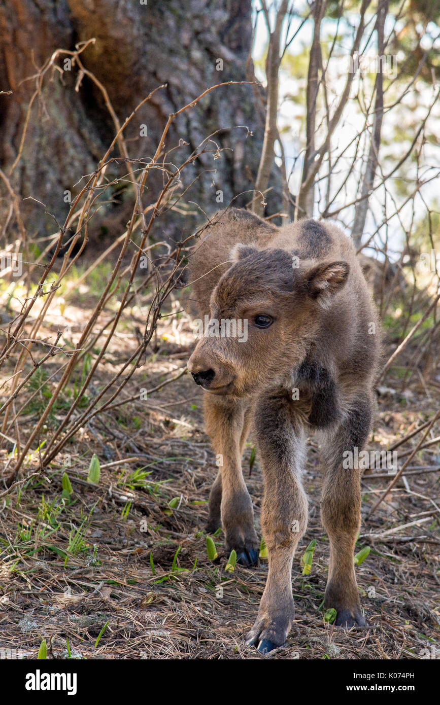The Caucasian bison - an animal from a red book Stock Photo - Alamy