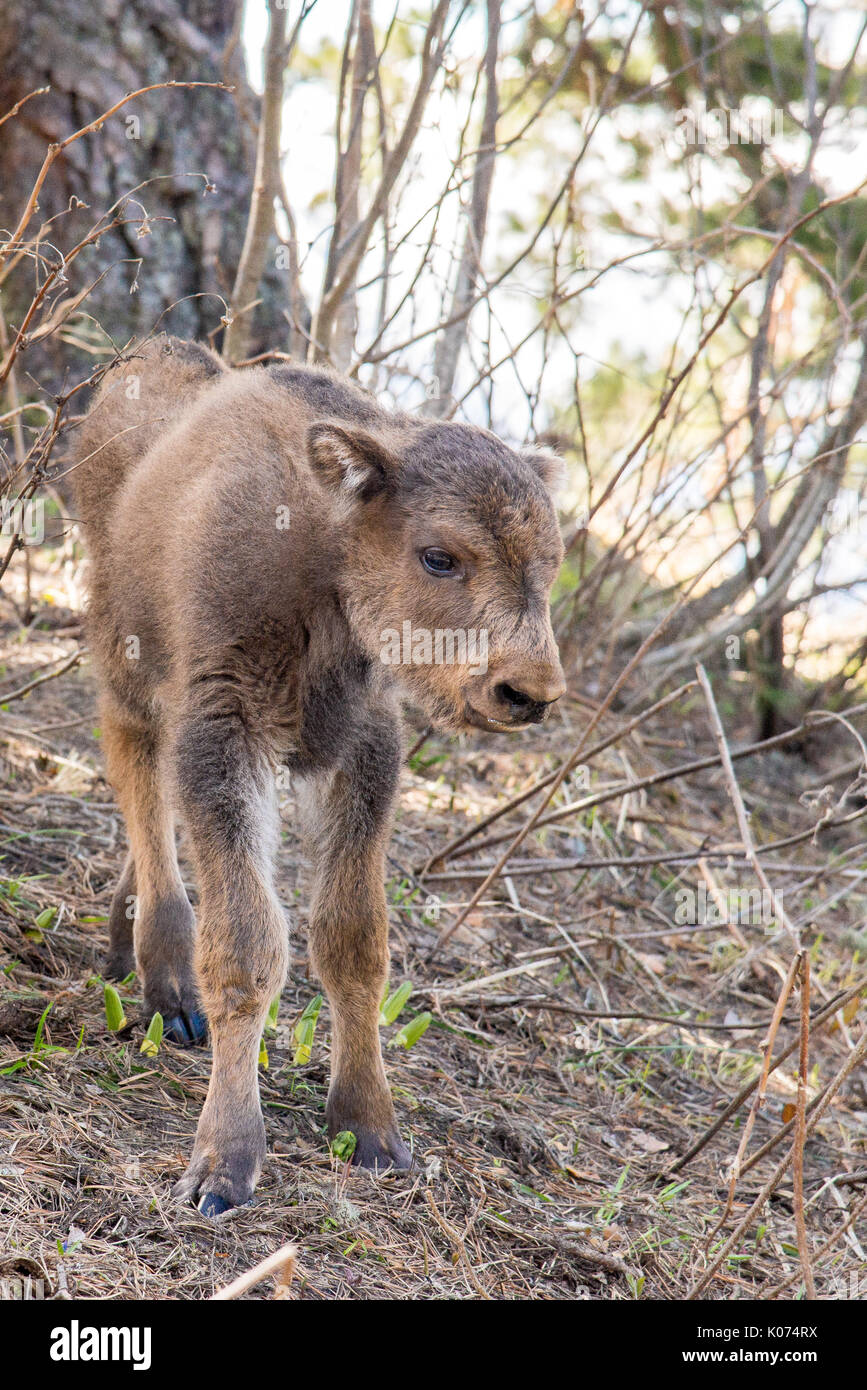 The Caucasian bison - an animal from a red book Stock Photo - Alamy