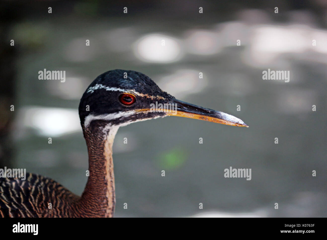 A Head Shot of the Sunbittern Bird Stock Photo - Alamy