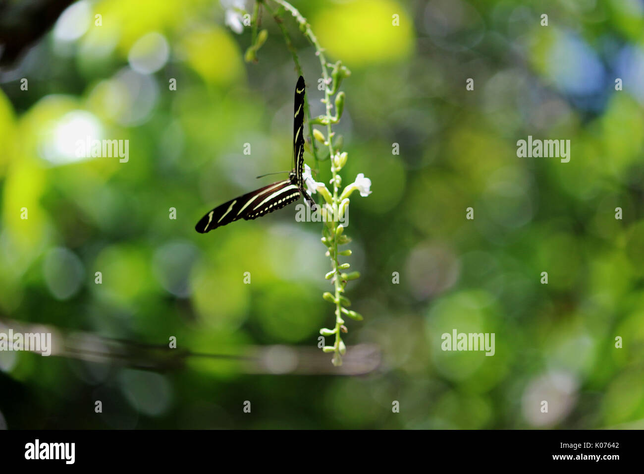 A Zebra LongWing Butterfly with a Green Natural Background Stock Photo ...