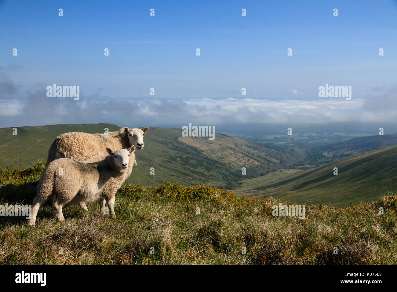 Two Sheep, a Ewe and a Lamb looking over the valley in the Brecon ...