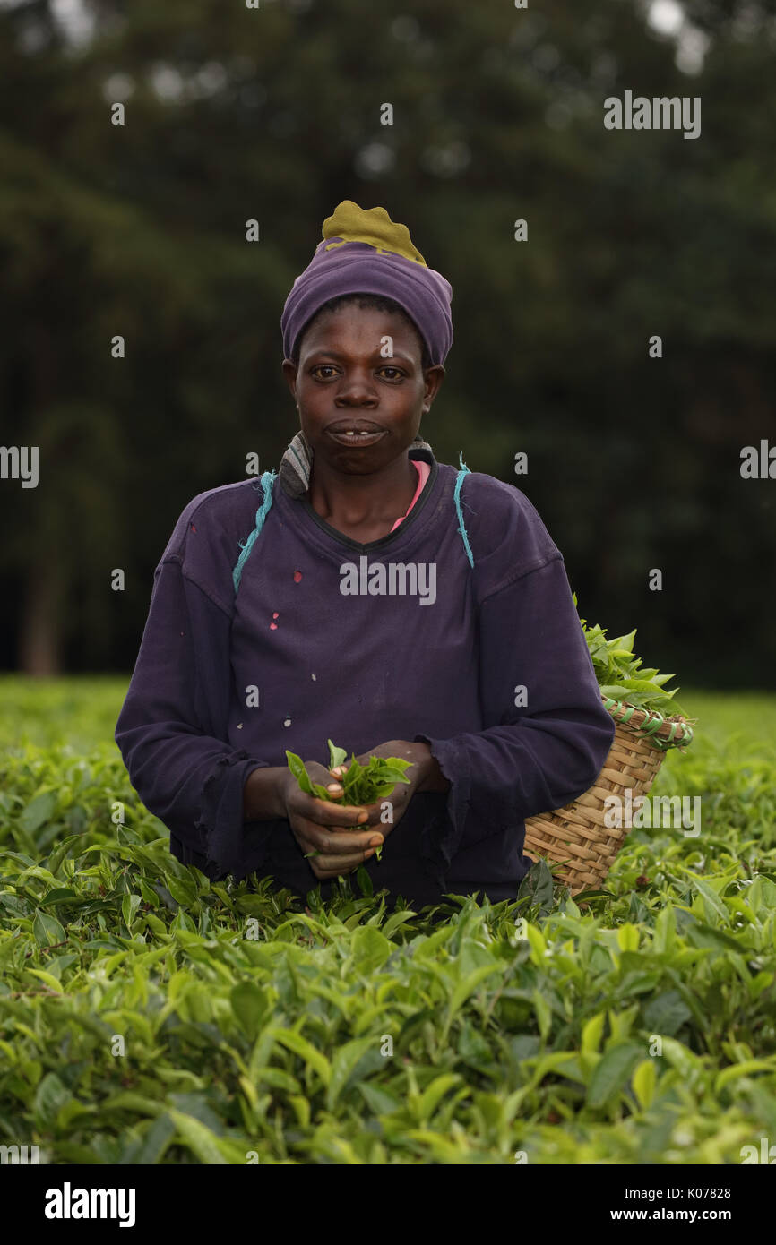 Tea picking, Kakamega forest, Kenya, tea used as buffer from human ...