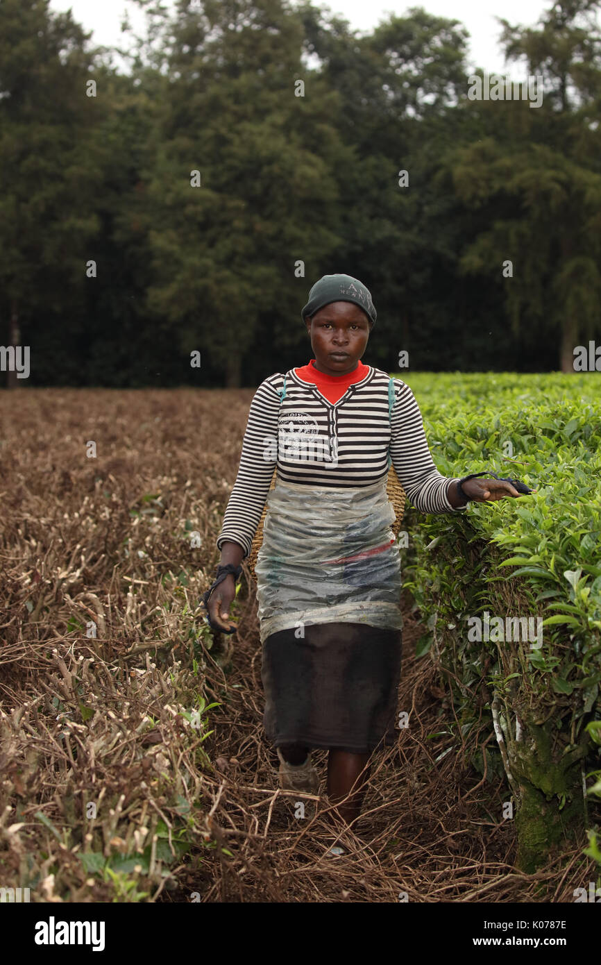 Tea picking, Kakamega forest, Kenya, tea used as buffer from human ...