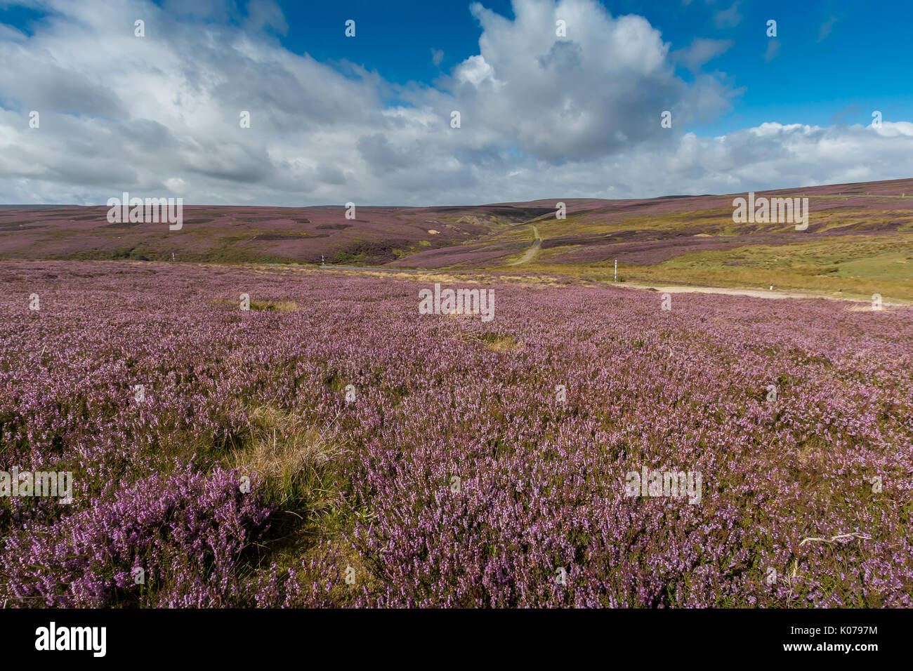 North Pennines landscape, heather moors in flower at Little Eggleshope ...