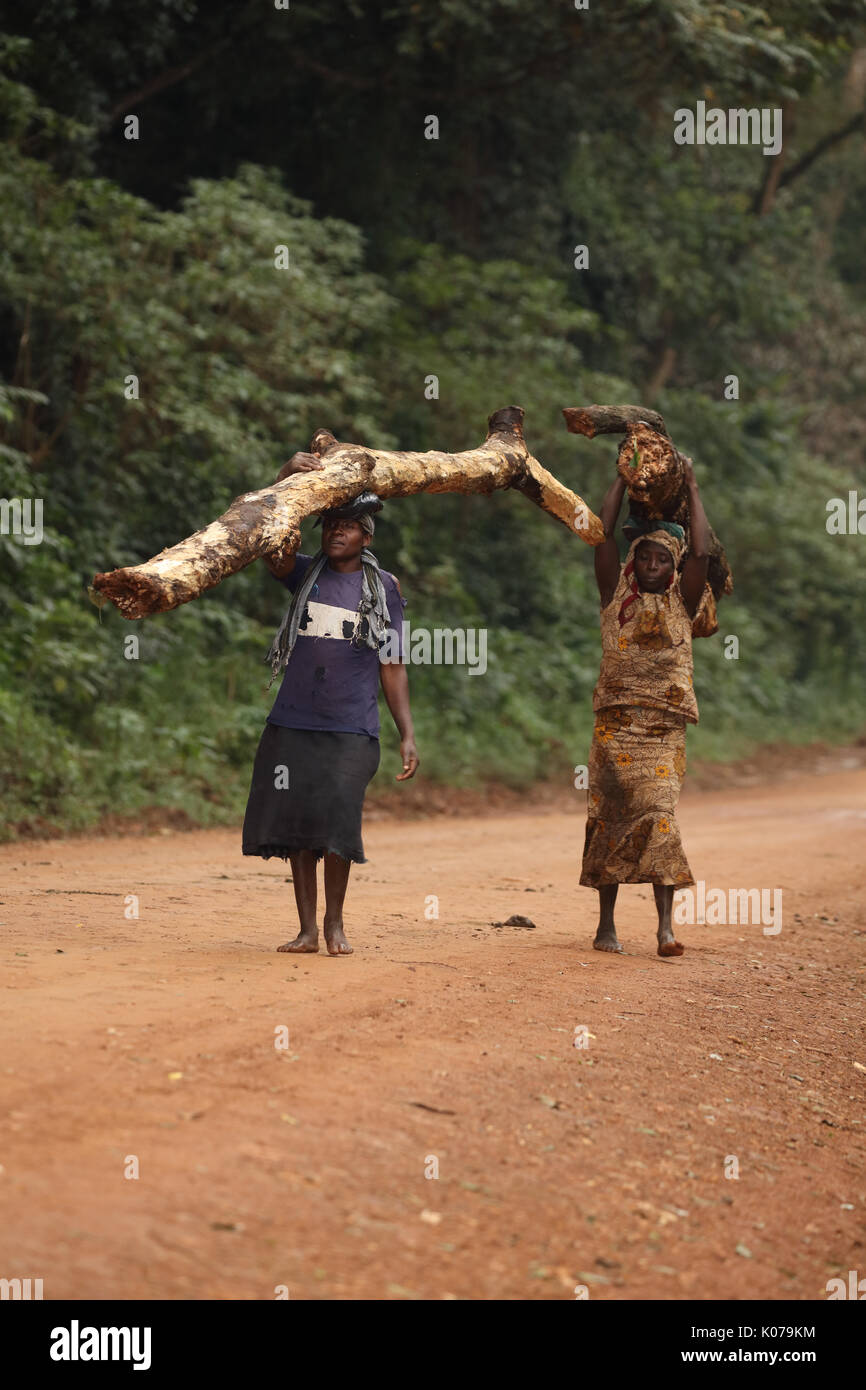 Woman log carrying hi-res stock photography and images - Alamy
