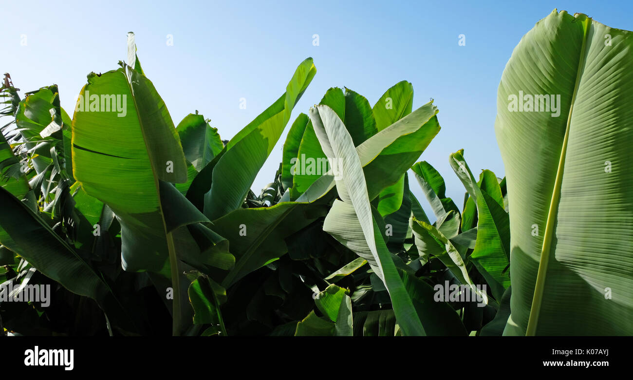 Banana tree trunk hi-res stock photography and images - Alamy