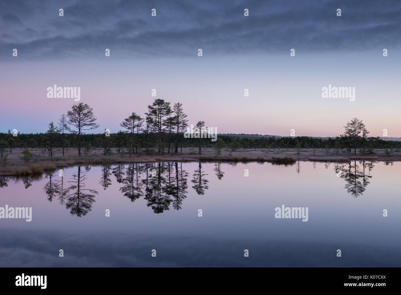 Sunrise in the bog. Icy cold marsh. Frosty ground. Swamp lake and ...