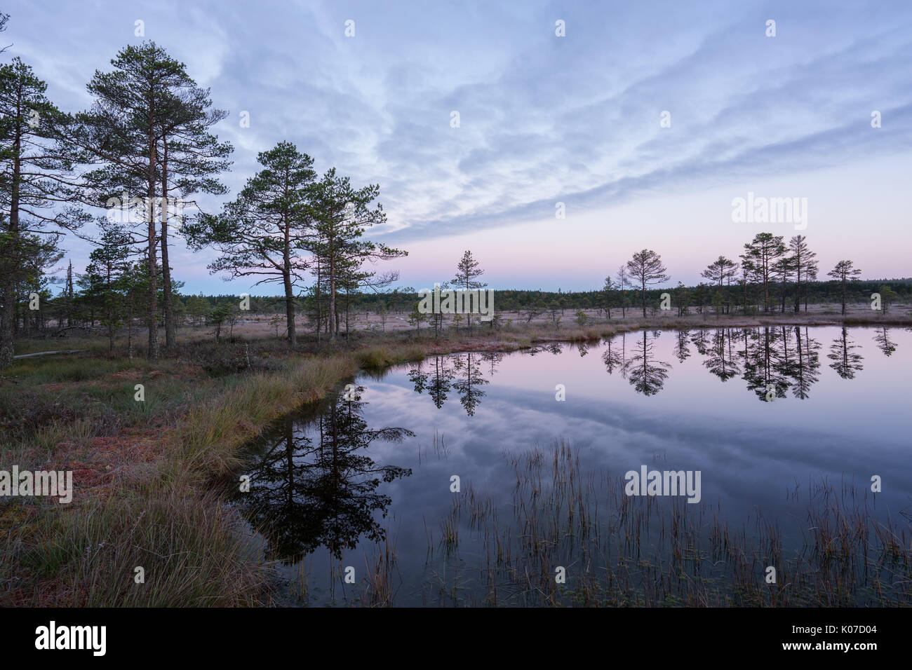 Sunrise in the bog. Icy cold marsh. Frosty ground. Swamp lake and ...