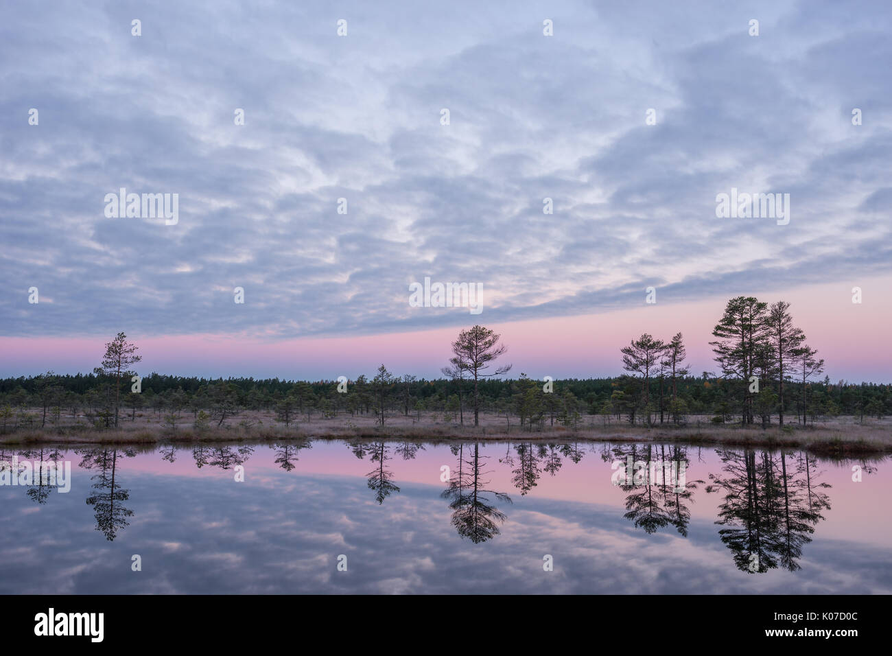 Sunrise in the bog. Icy cold marsh. Frosty ground. Swamp lake and ...