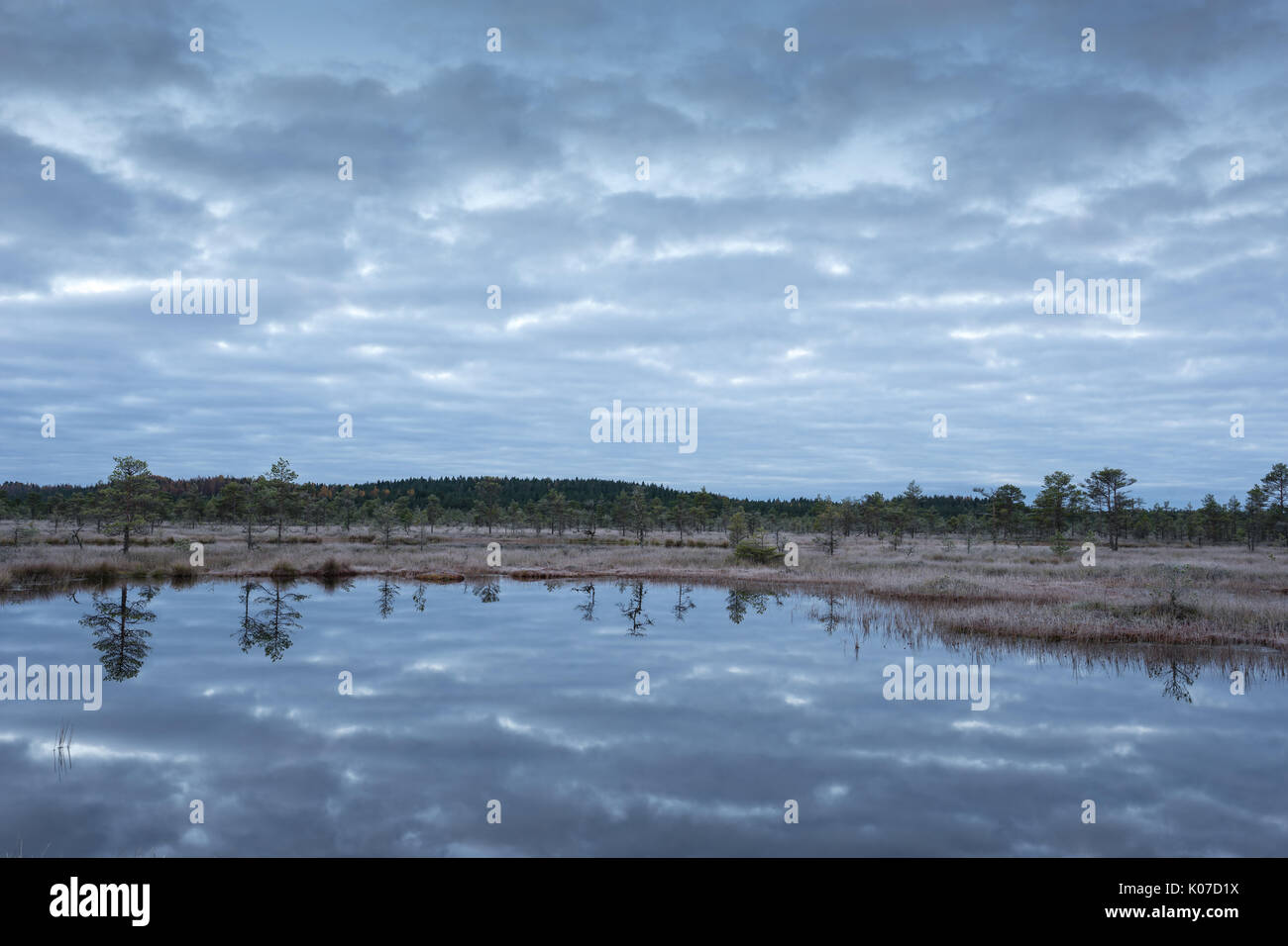 Sunrise in the bog. Icy cold marsh. Frosty ground. Swamp lake and ...