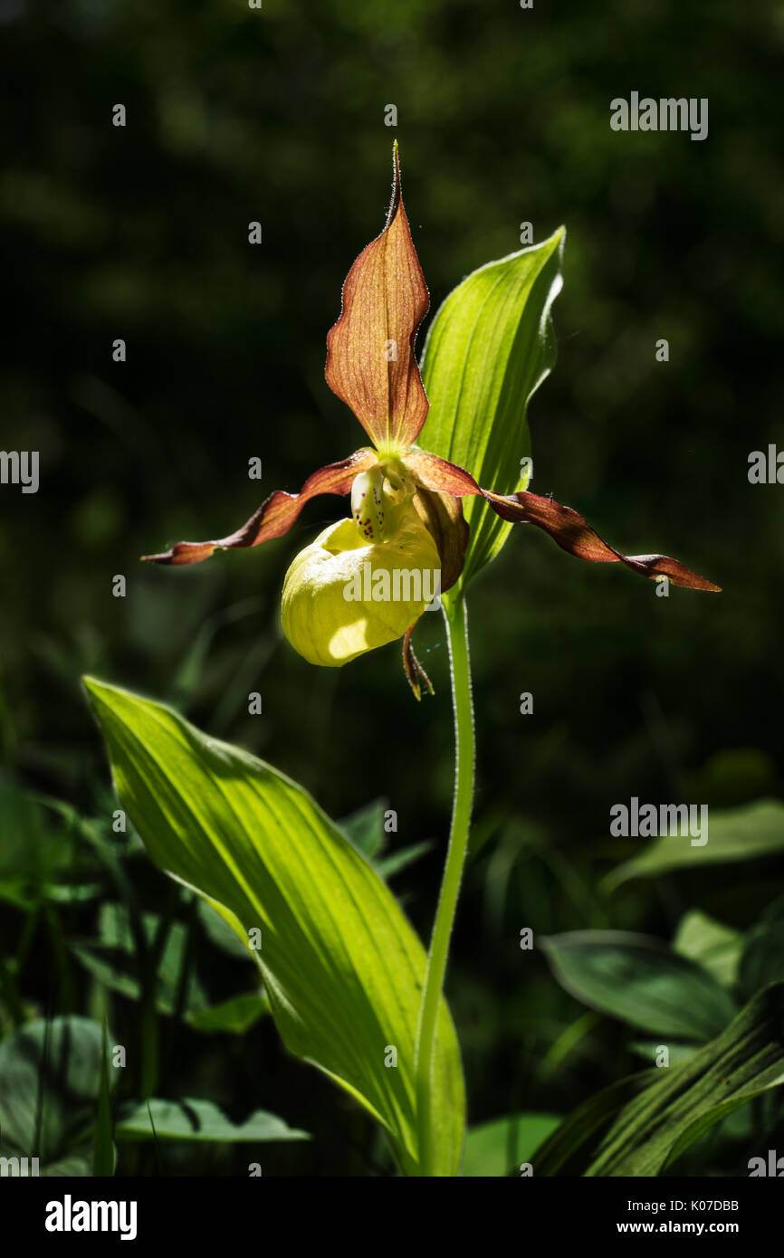 Lady's Slipper Orchid flower. Yellow with red petals blooming flower in ...