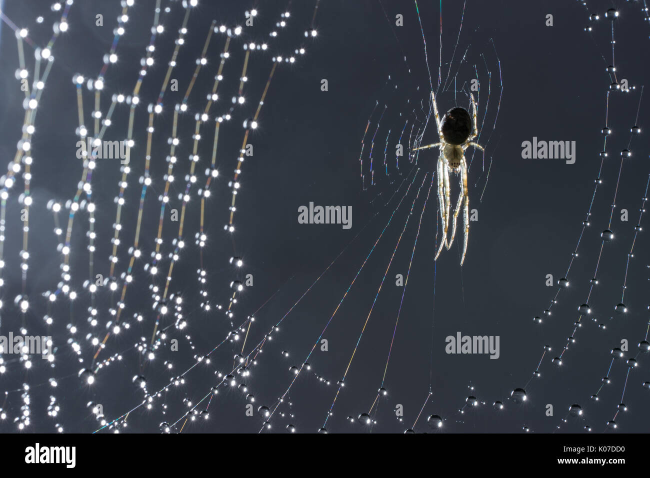 Spider and web. Cobweb and morning dew. Shining water drops on ...