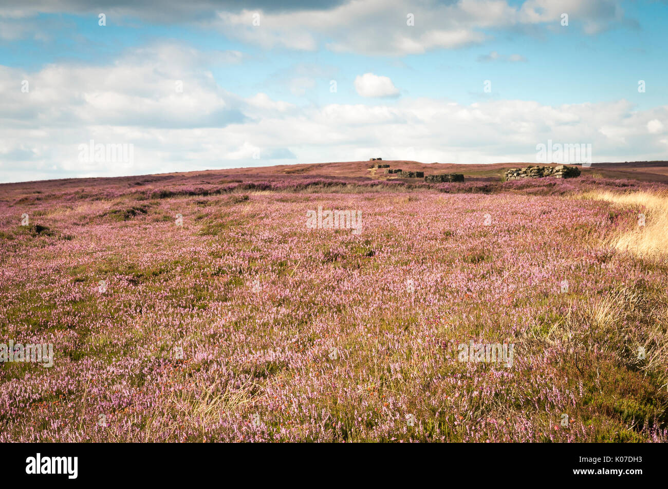 Heather moorland grouse moor august hi-res stock photography and images ...