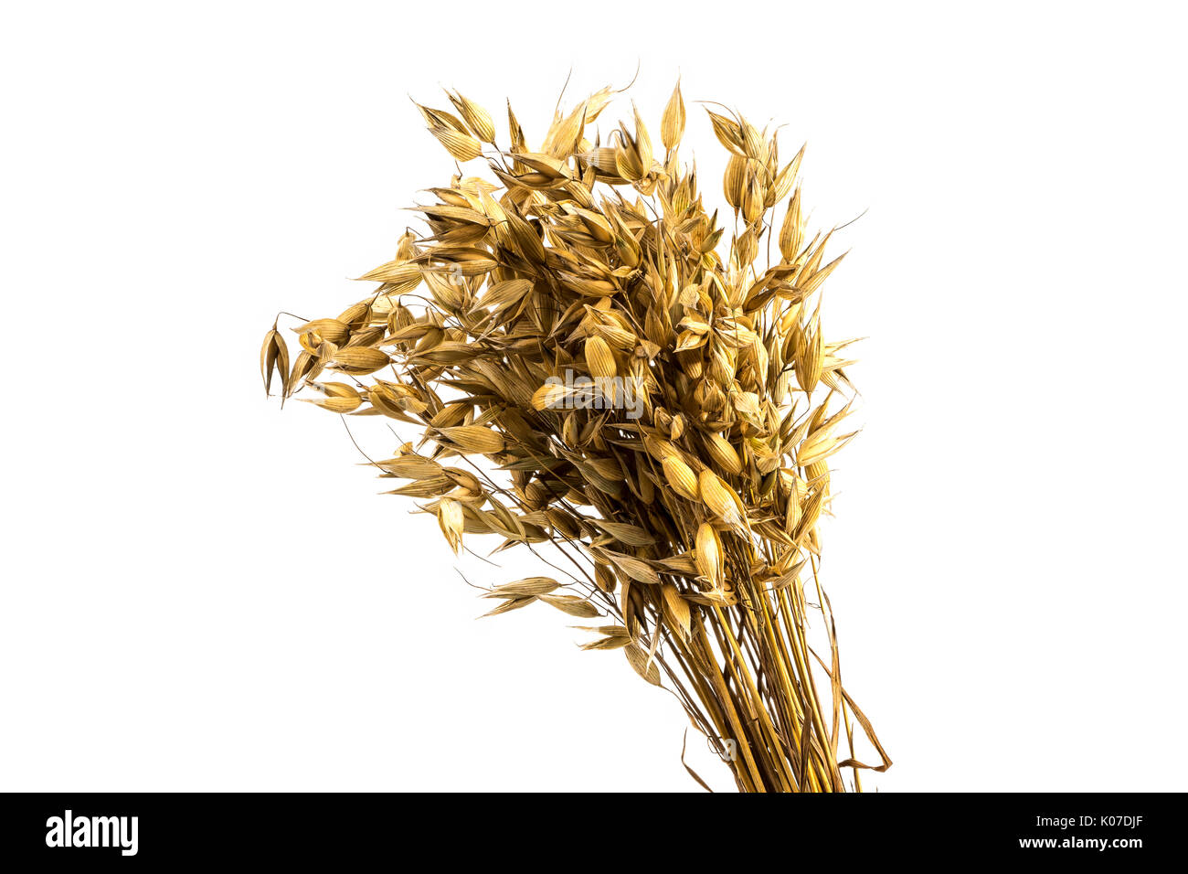 Oat bunch isolated on white background. Grain bouquet. Golden oats ...