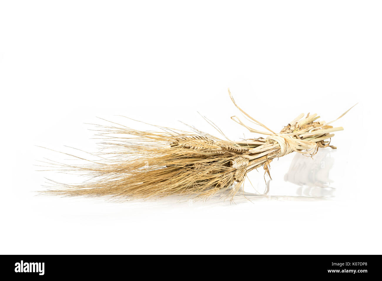 Barley bunch isolated on white background. Grain bouquet, golden ...