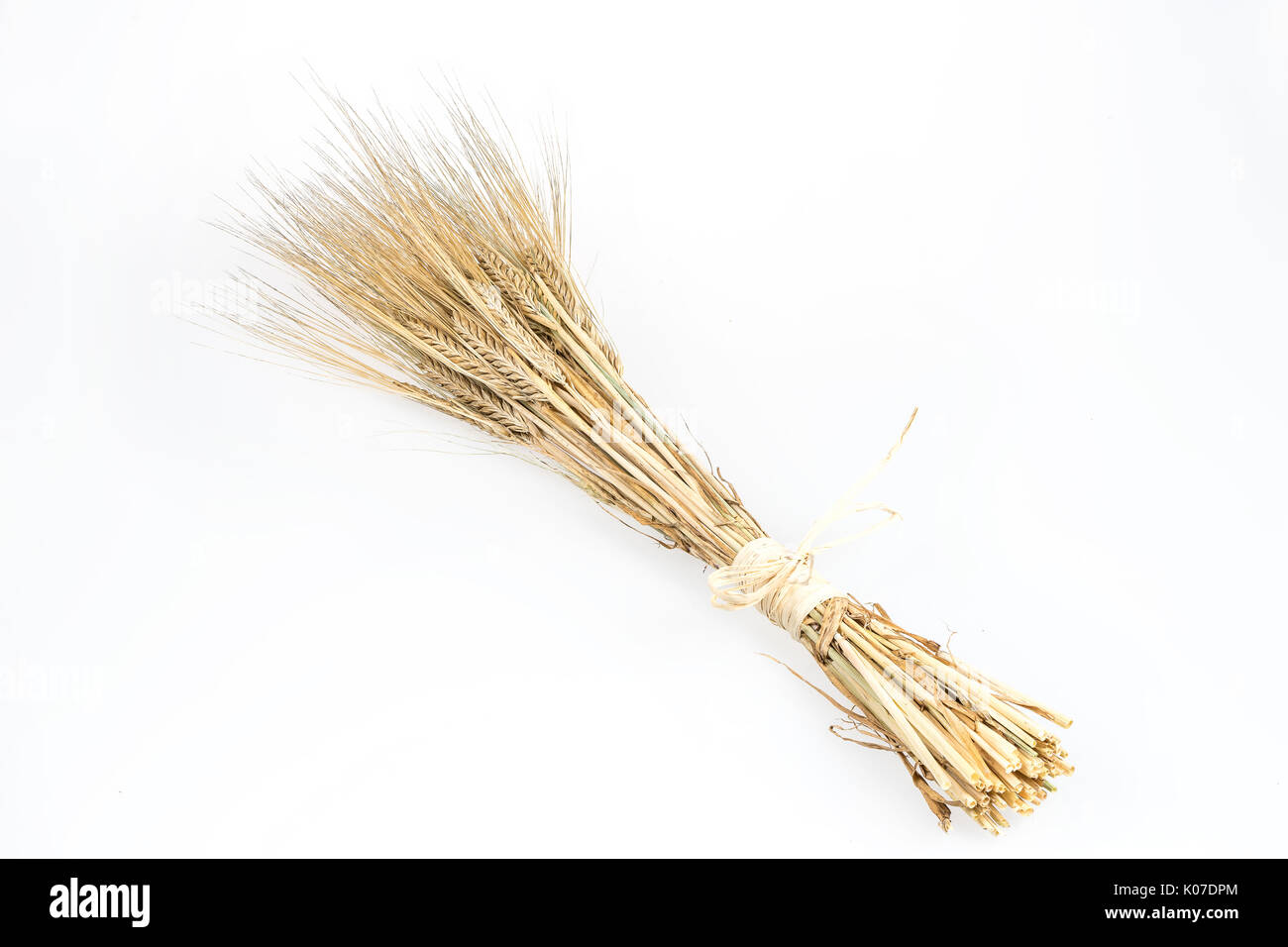 Barley bunch isolated on white background. Grain bouquet, golden ...