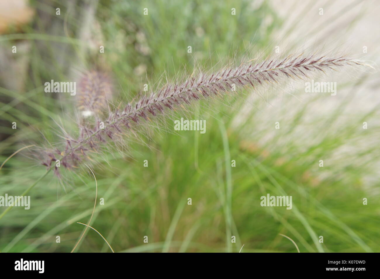Whispy grass hi-res stock photography and images - Alamy