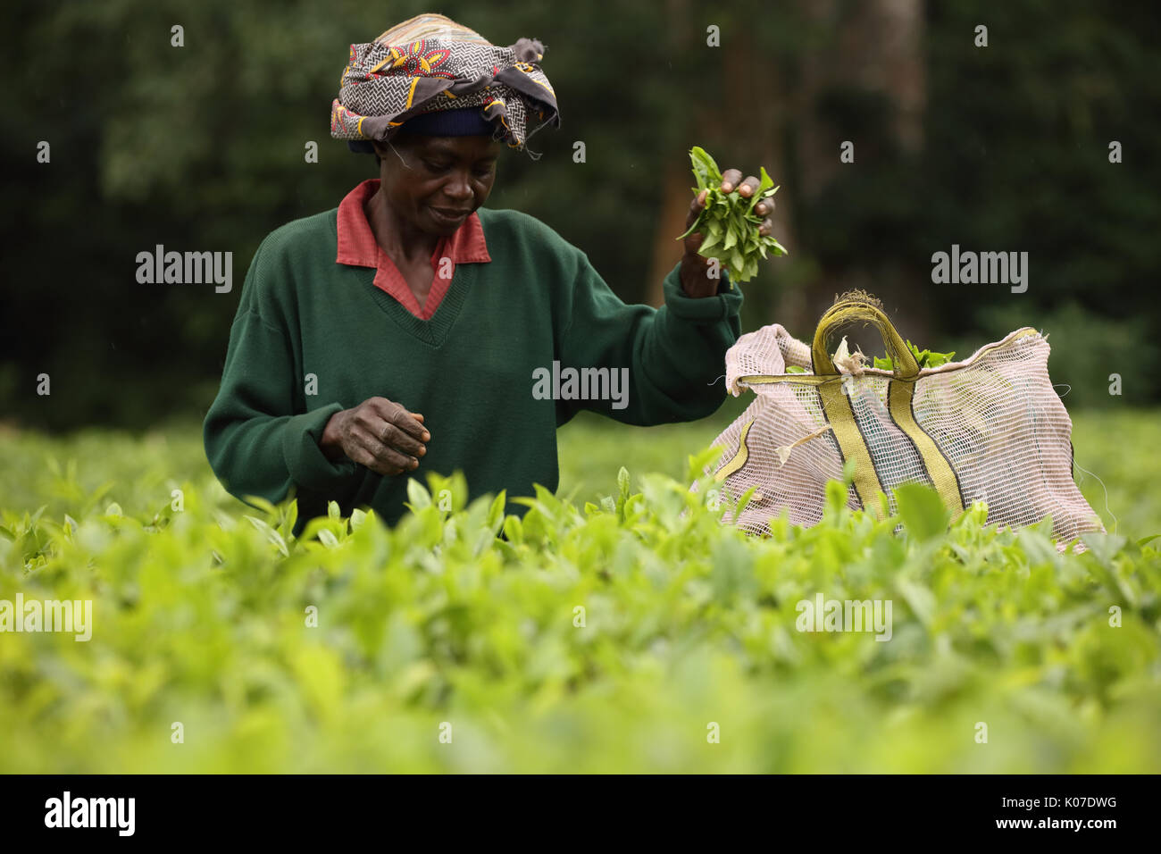 Tea farm kenya pickers hi-res stock photography and images - Alamy