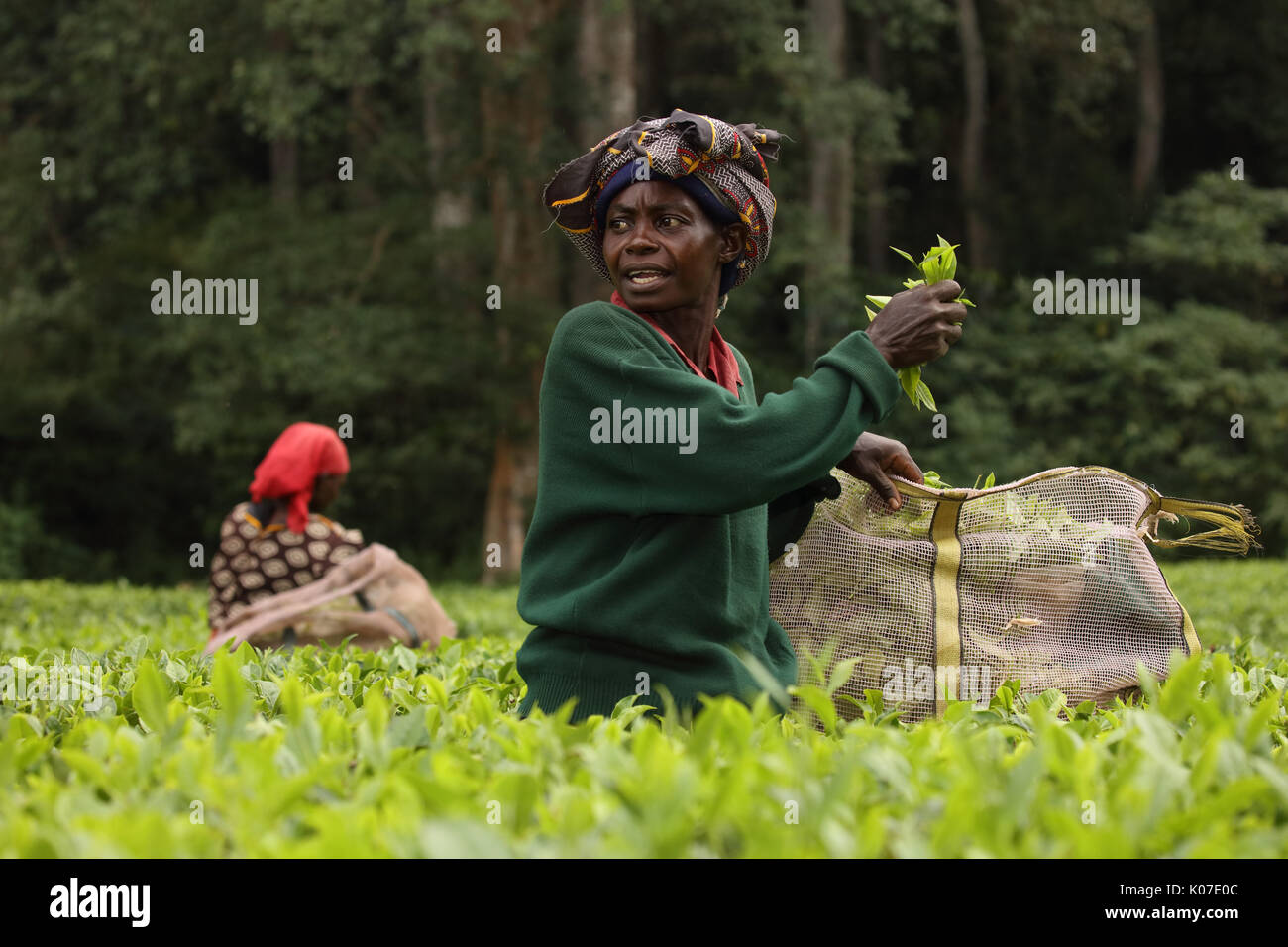 Tea picking, Kakamega forest, Kenya, tea used as buffer from human ...