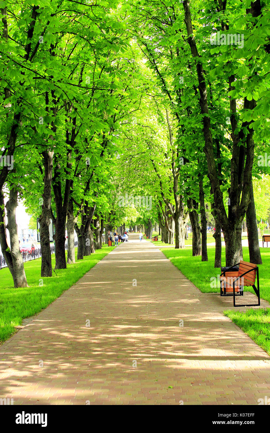 wide footpath in the park with big green trees Stock Photo - Alamy