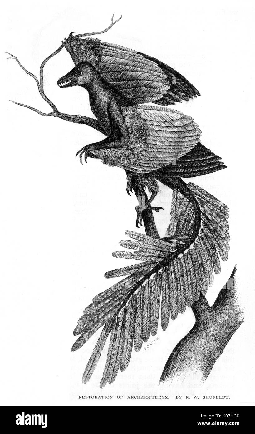 Evolution of feathers hi-res stock photography and images - Alamy