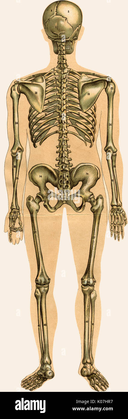 Male anatomy diagram hi-res stock photography and images - Alamy