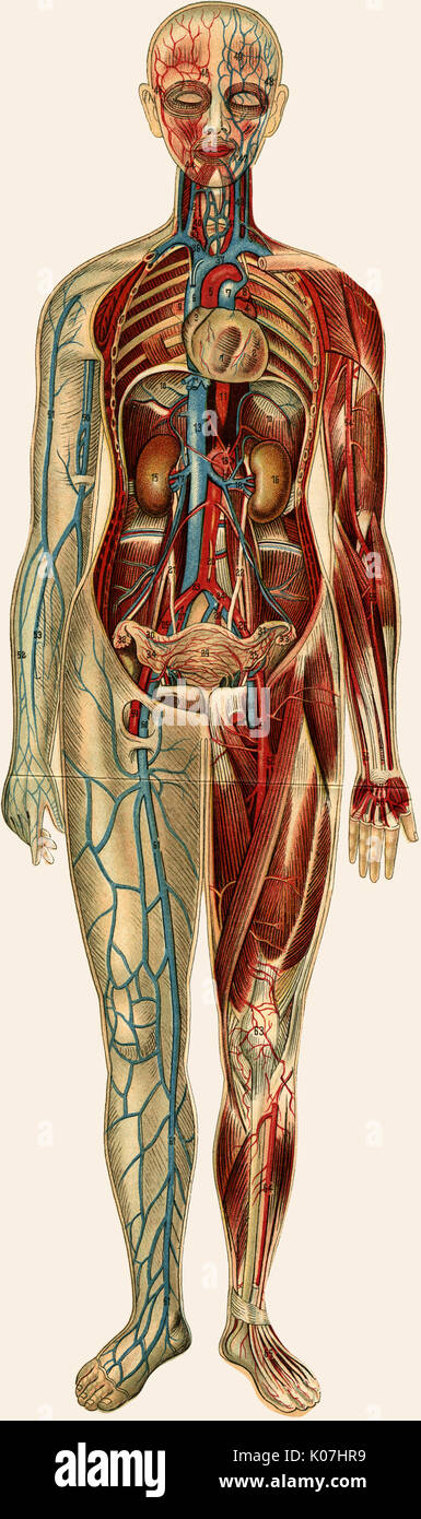 Female human anatomy hi-res stock photography and images - Alamy