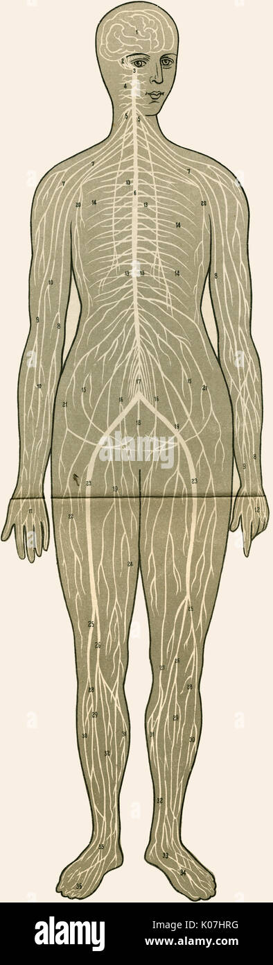 Female anatomy diagram hi-res stock photography and images - Alamy