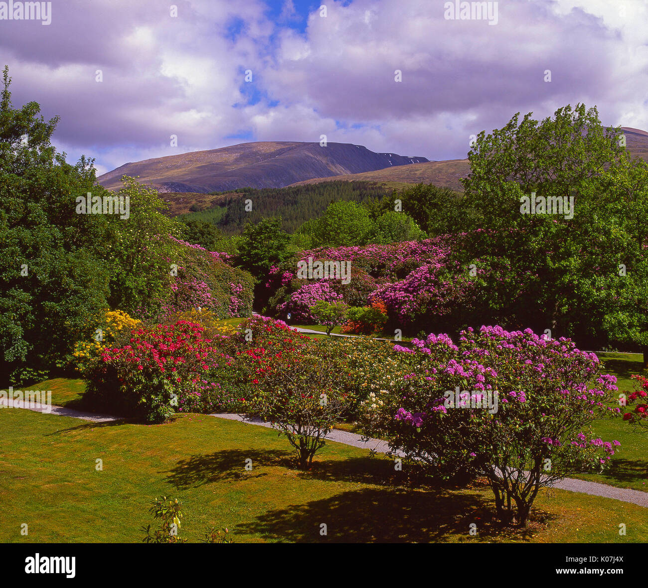 Ben nevis flowers hi-res stock photography and images - Alamy