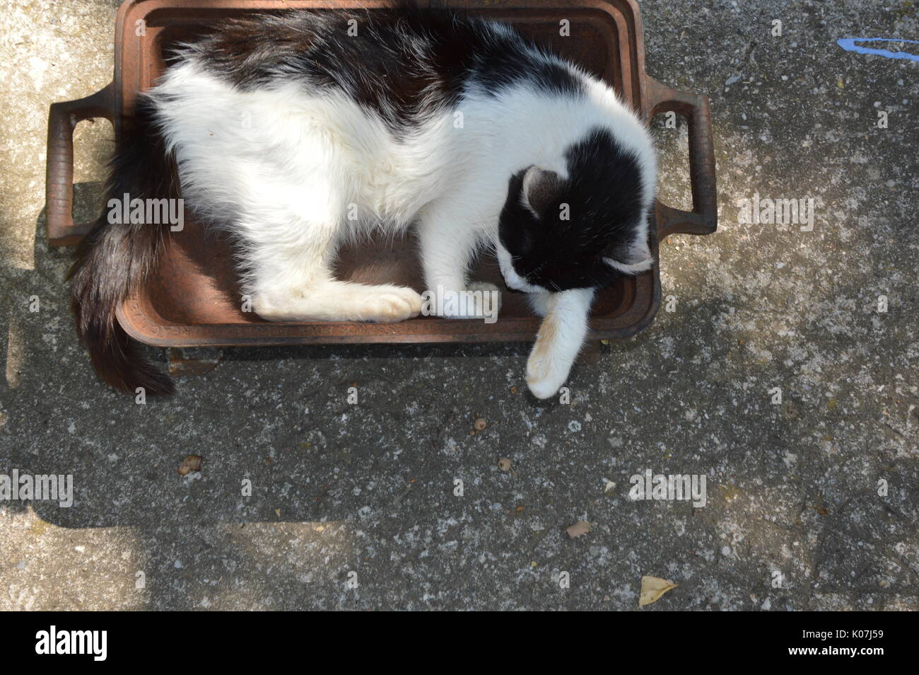 Domestic rest hi-res stock photography and images - Alamy